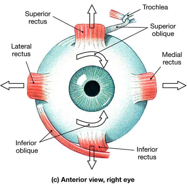 Agopuntura Oculistica Retina Cromatica Agopuntura Oculistica Retina Cromatica